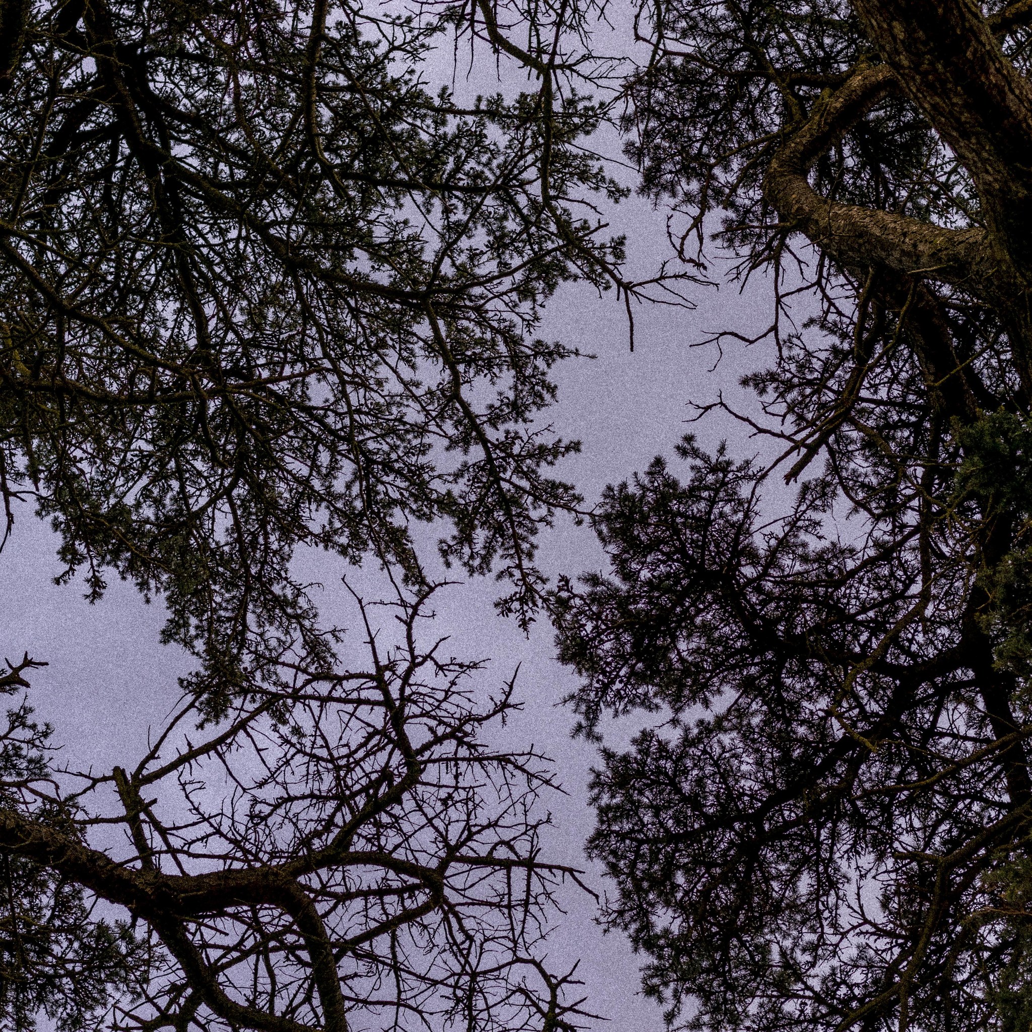 REVIEW: Chasing Kites Unveil The Personal Single “The Woods”! – Fierce ...